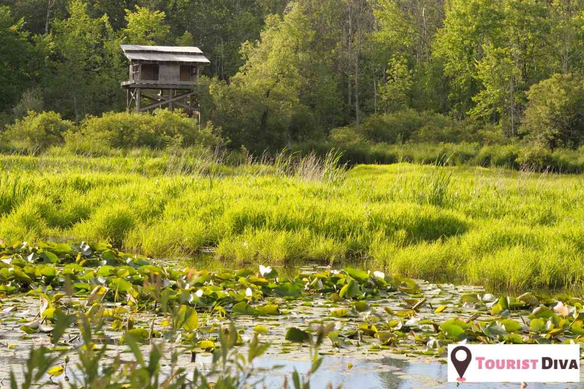 21 Best & Fun Things to Do in Bainbridge Island (WA)