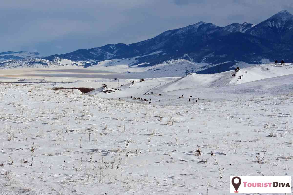 21 Best & Fun Things to Do in Livingston (MT)