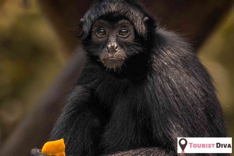 25 Fun Things to Do in Mishawaka (Indiana)