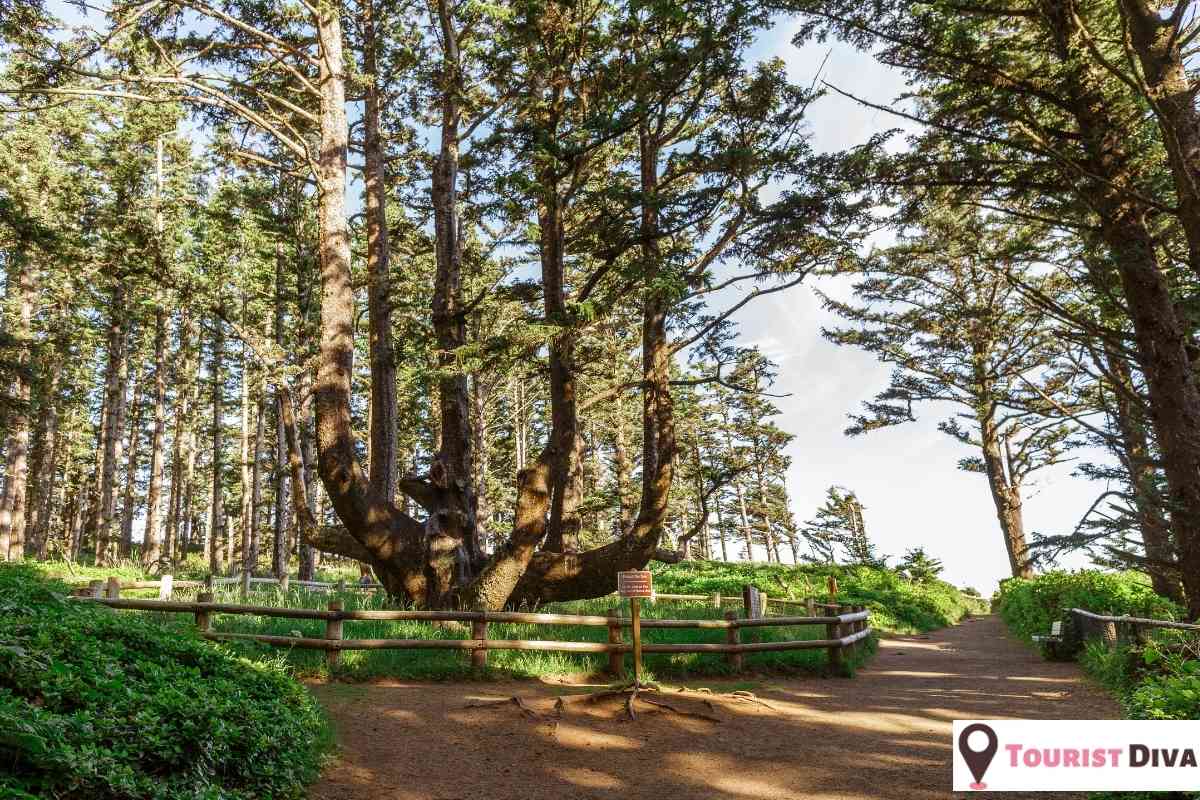 21 Fun Things to Do in Tillamook (OR)