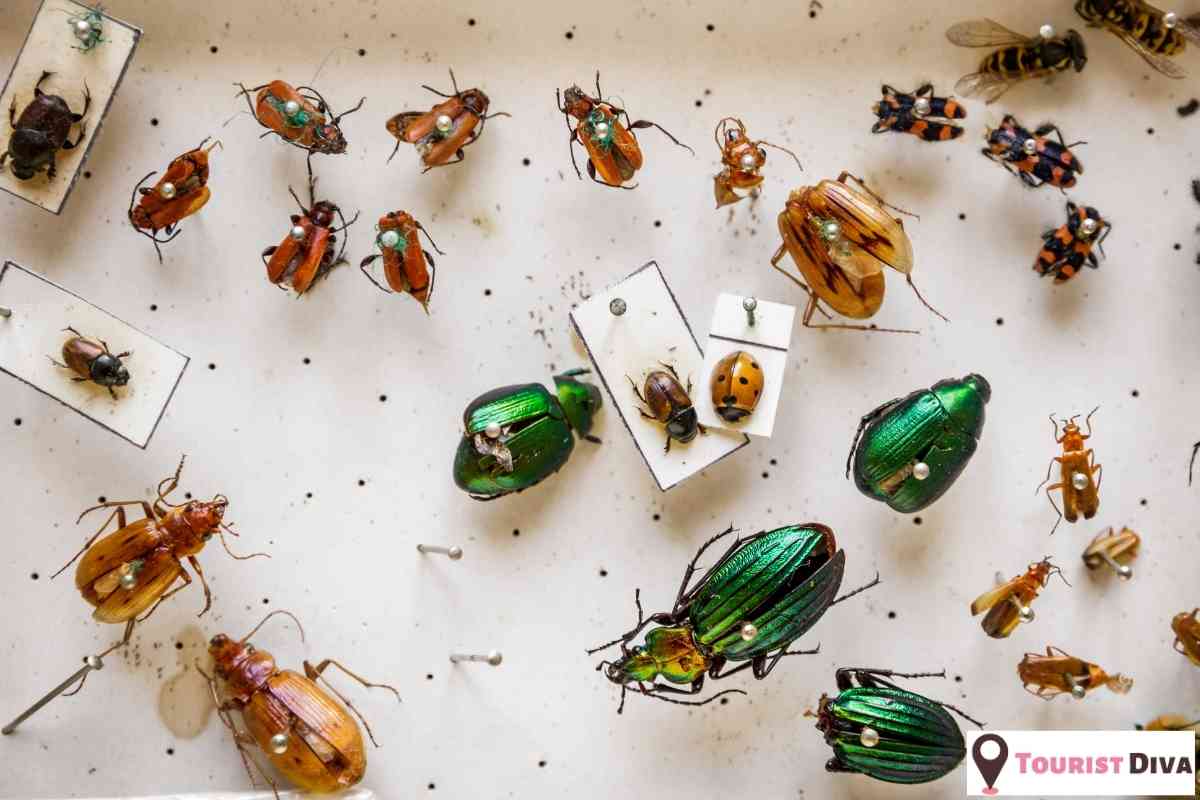 21 Fun Things to Do in Kitsap County (WA)