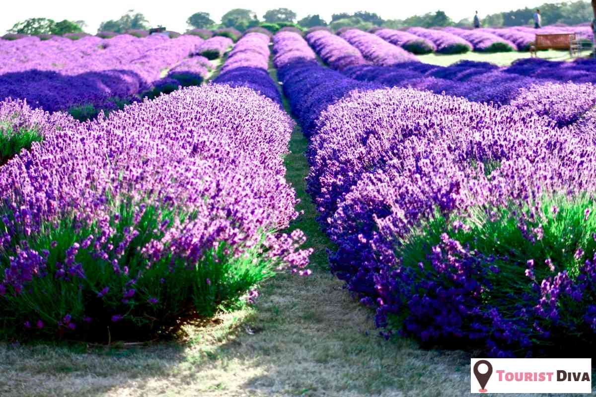 21 Fun Things to Do in Olympia (WA)