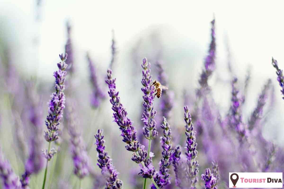 21 Fun Things to Do in Rockwall (TX)