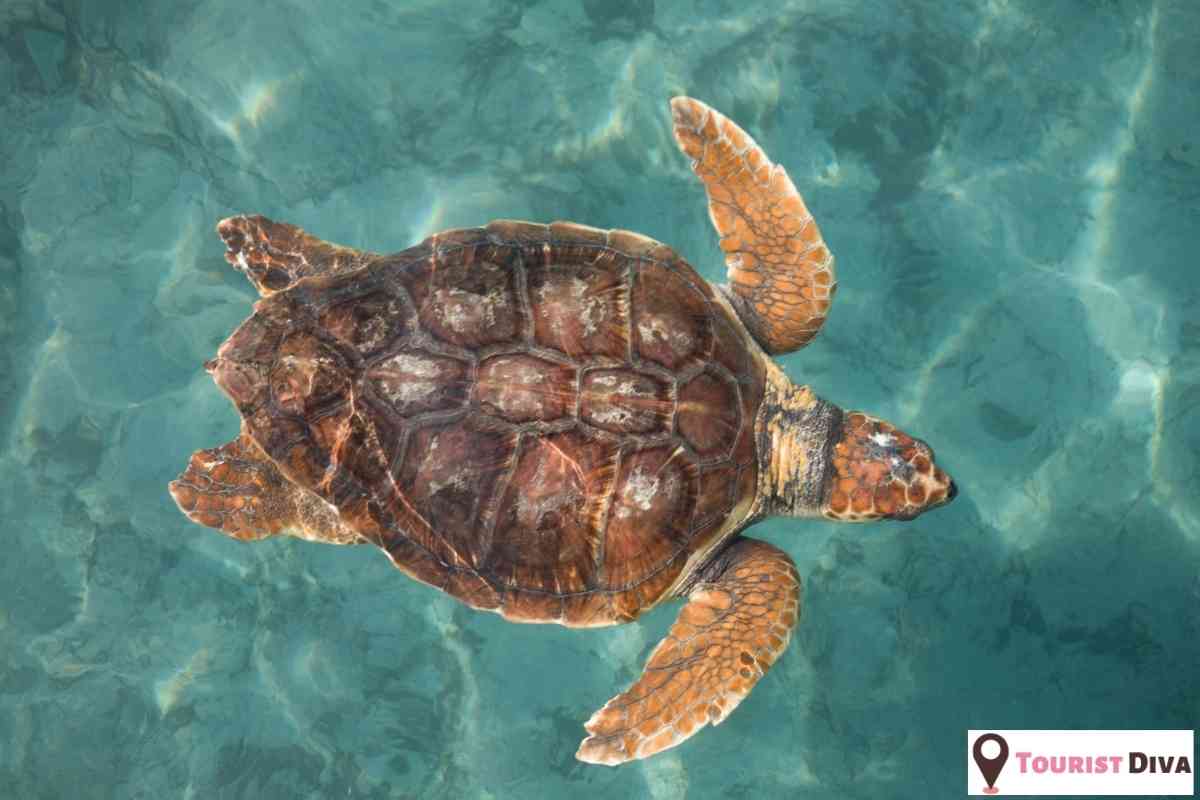 21 Fun Things to Do in Pawleys Island