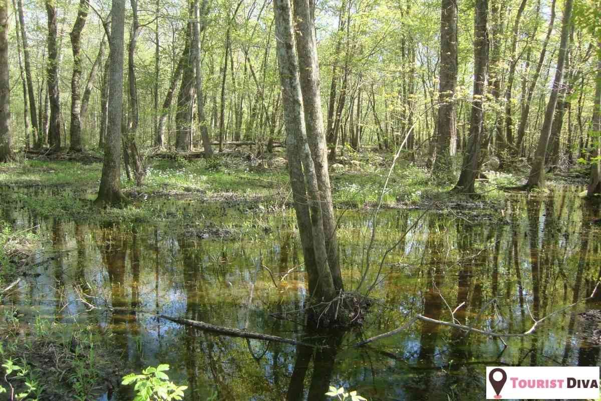 21 Fun Things to Do in Phoenix (Arizona)