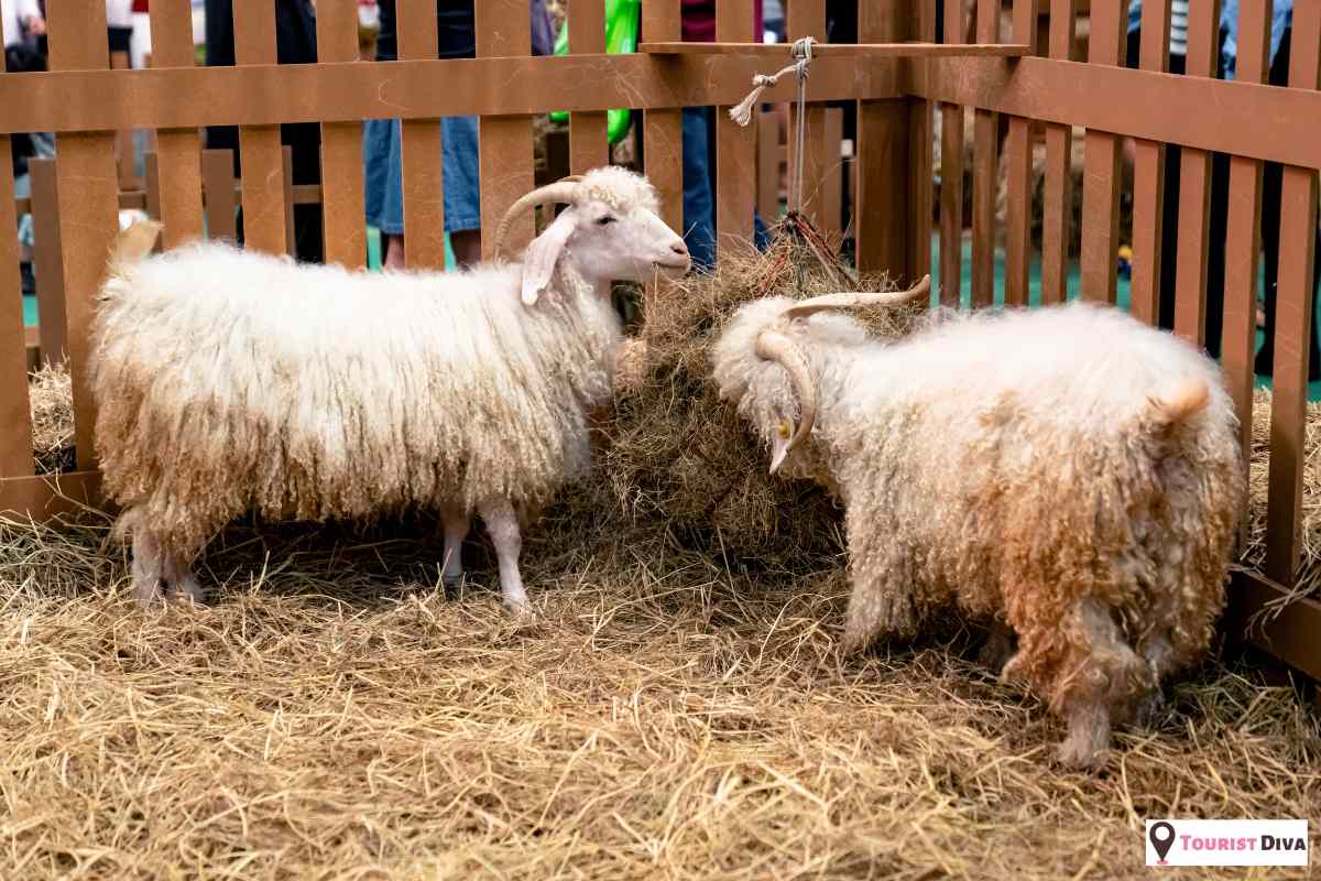 21 Fun Things To Do In Banner Elk (NC)