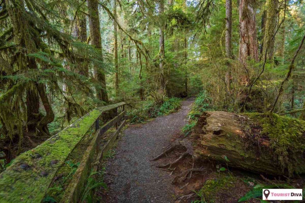 21 Best Trails In Olympic National Park WA 